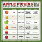 Apple Harvest Time Chart - timechartprintables.com