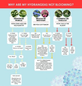Hydrangea Bloom Time Chart - timechartprintables.com